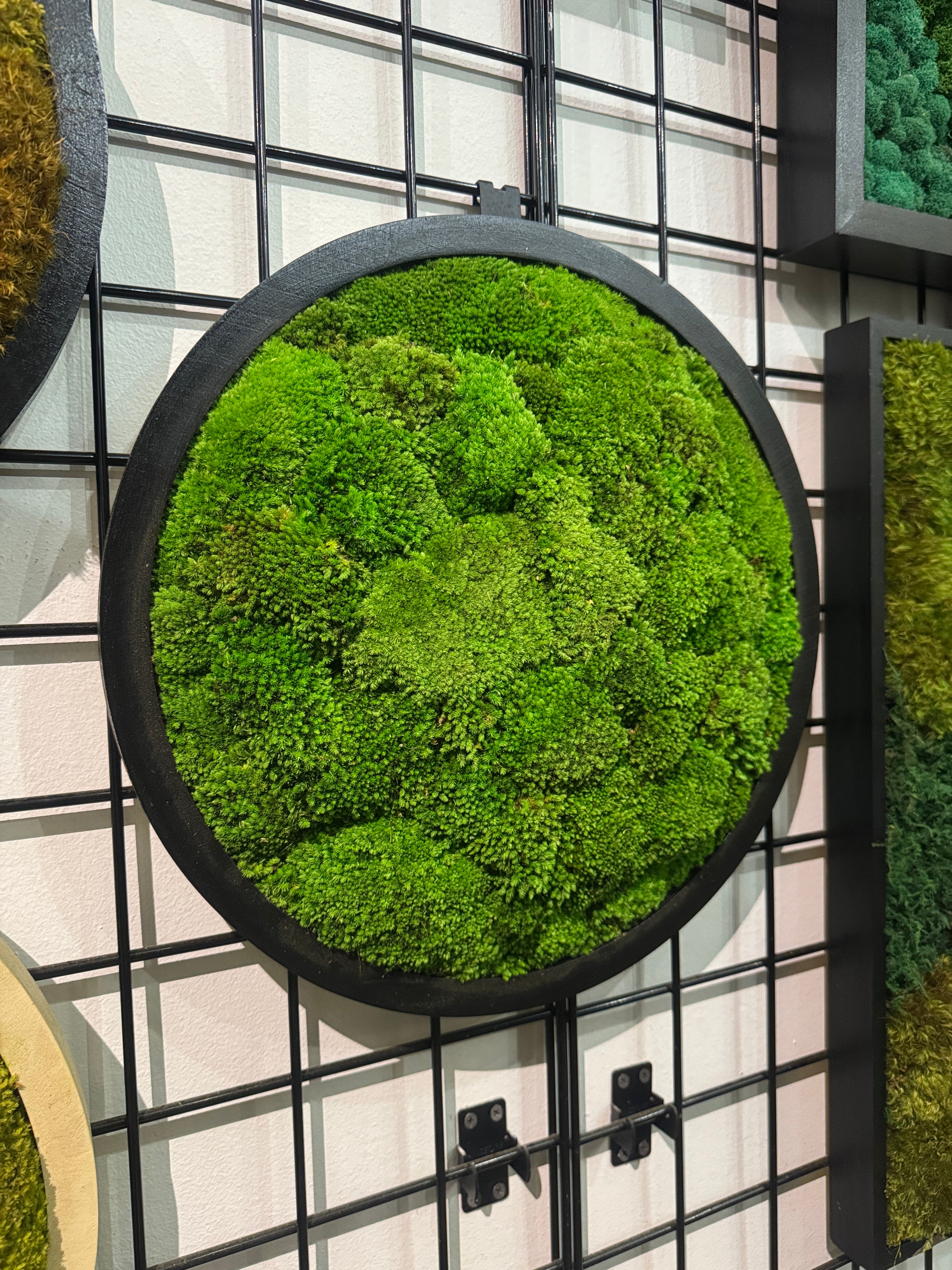 Ready to Ship: 16" Nature’s Orbit Circle Moss Art Frame – The Moss Shop